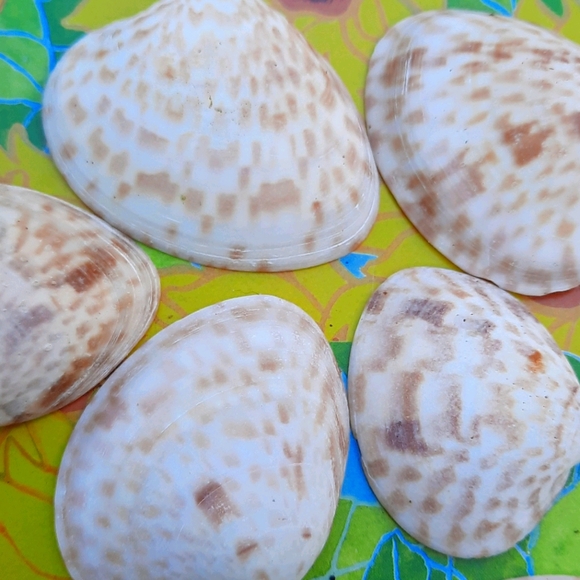 Accents | 18 Calico Clam Seashells From Sanibel Island | Poshmark